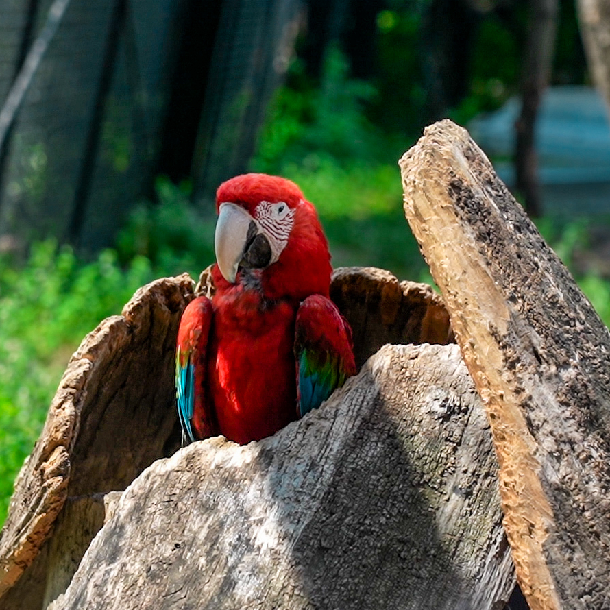 Budapest Zoo Experience – Stuffed Cabbage Adventures